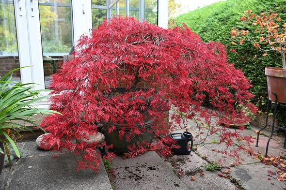 Japanese maple owners urged to add natural item to soil now for ...