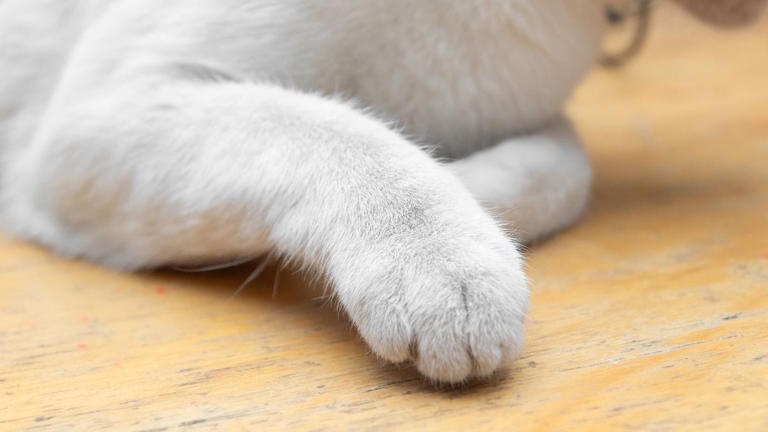 Woman drives 15 miles to work, only to find a furry stowaway falling ...