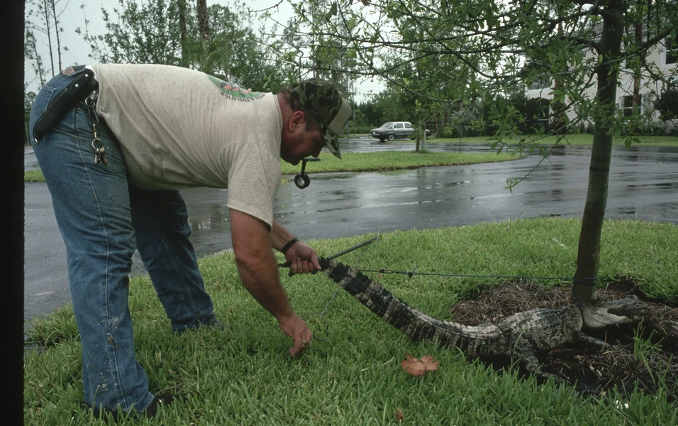 Calm 9-foot alligator roams NC neighborhood before capture