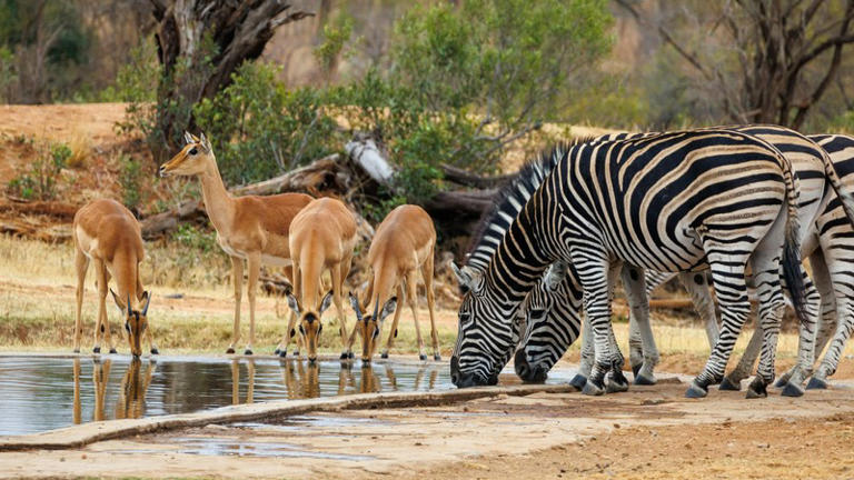 Constitutional Court hears arguments on wildlife well-being provisions