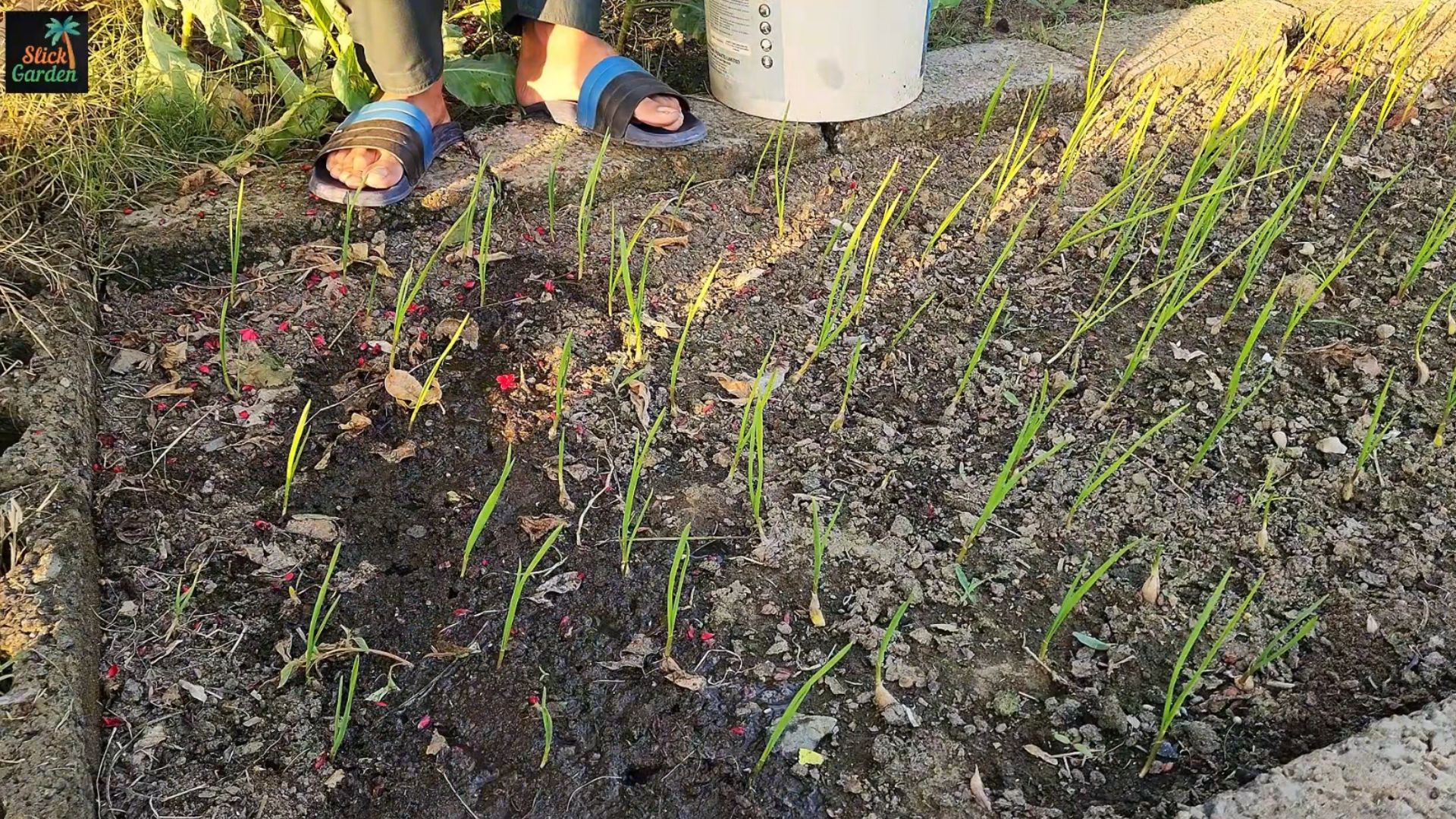 DIY potato liquid fertilizer: Boost plant growth & soil health