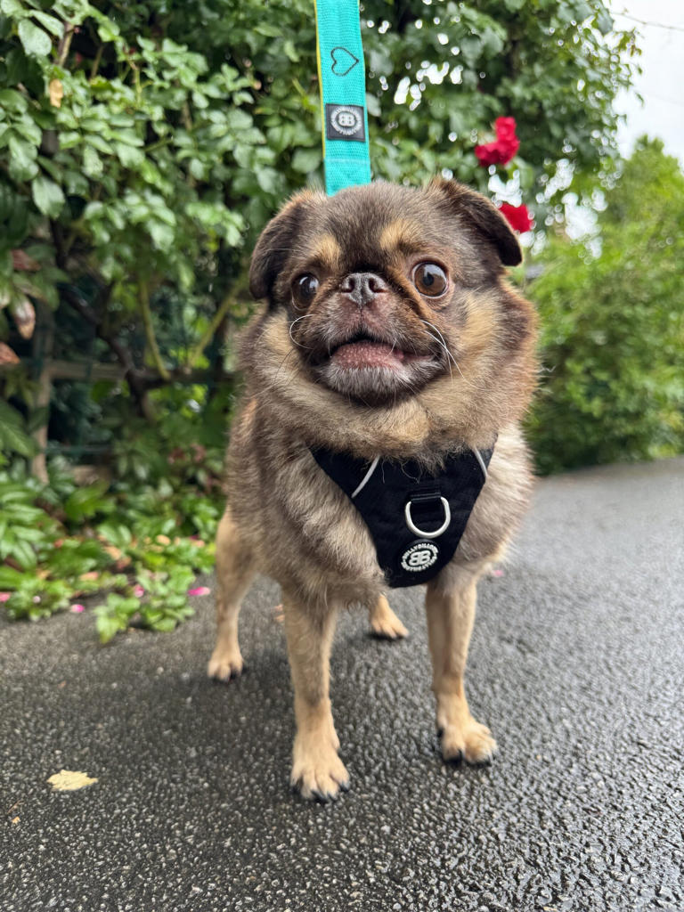 Fans raise £120,000 for famous TikTok dog’s hospital treatment