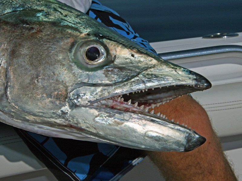 Kingfish: 13 top fishing destinations