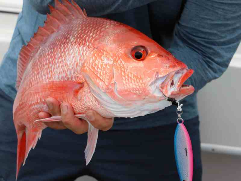 South Atlantic 2026 snapper seasons expand!