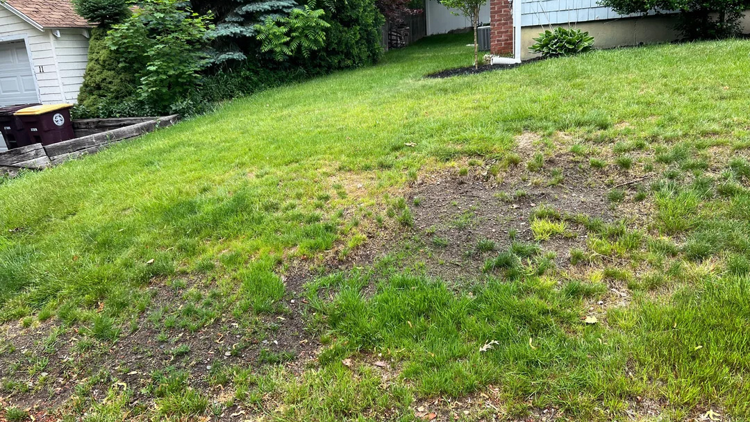 Why your new grass seed isn't growing