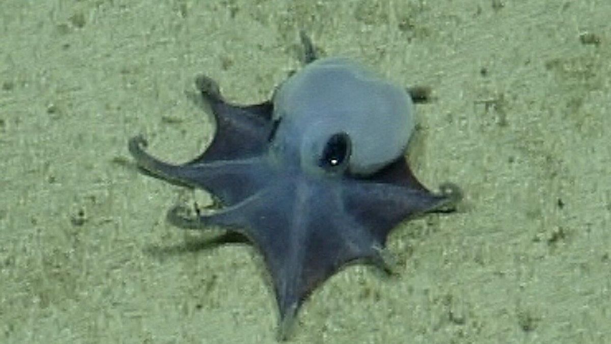 Descubren en las Galápagos una nueva especie de pulpo: diminuto como ...