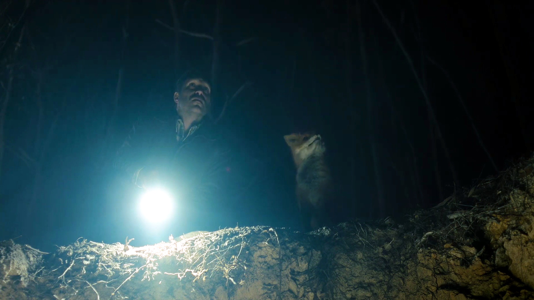 The fox trailer