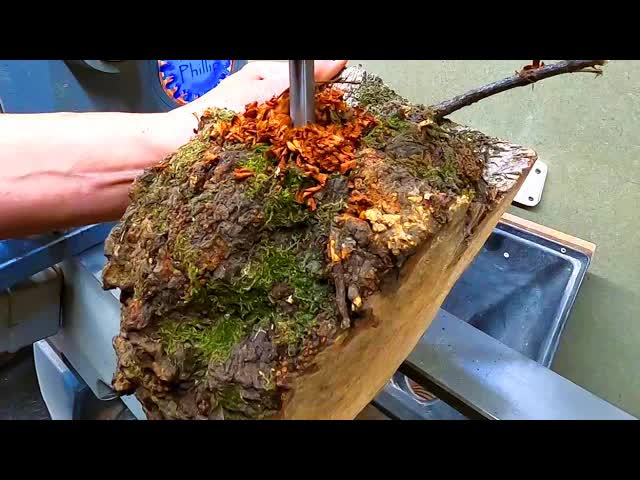 Watch how this birch burl turns into a natural edge form full of character