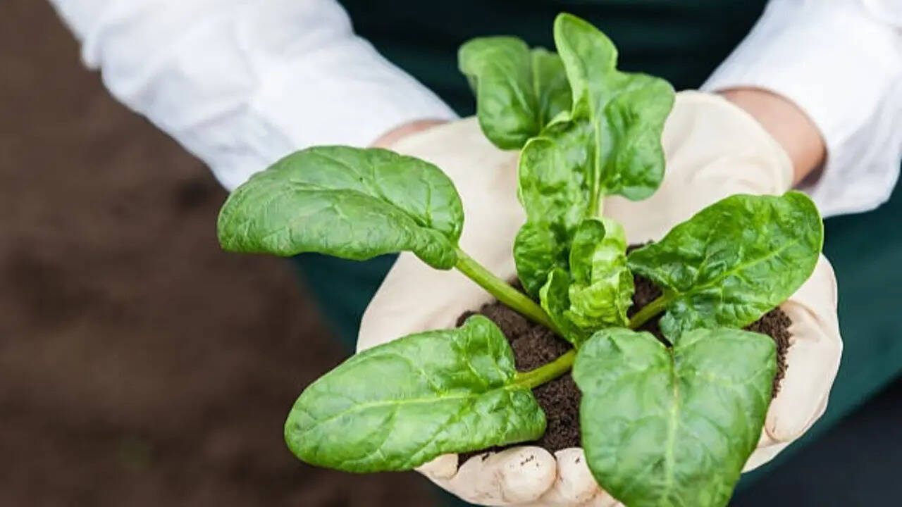 How to grow spinach year-round in small spaces