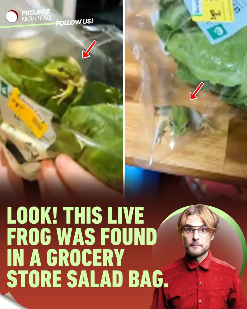 Your dinner's alive! Live frog found sealed inside supermarket lettuce!