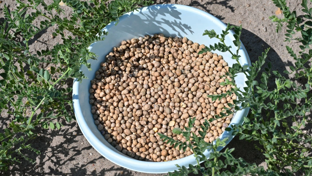 Chickpea magic from pantry to plate