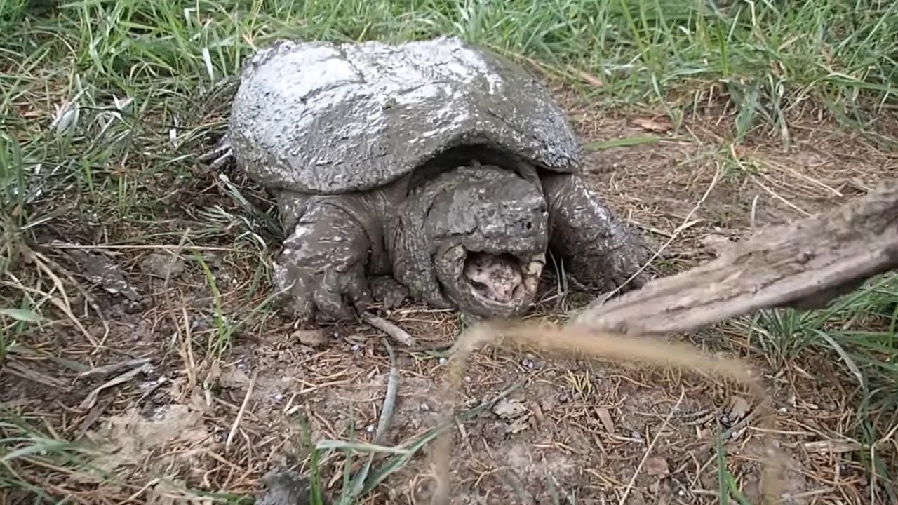 This turtle can tear you limb from limb - but he still pulled it from ...