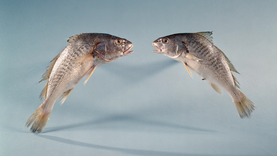 Pisces urged to seize career chance as planetary energies peak