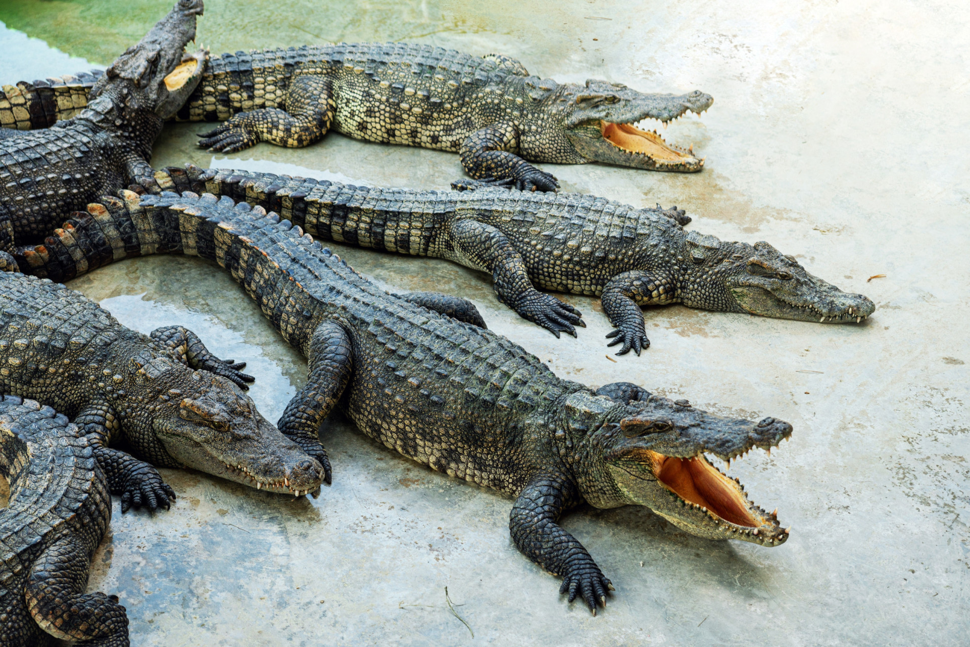 Animals that kill the most humans