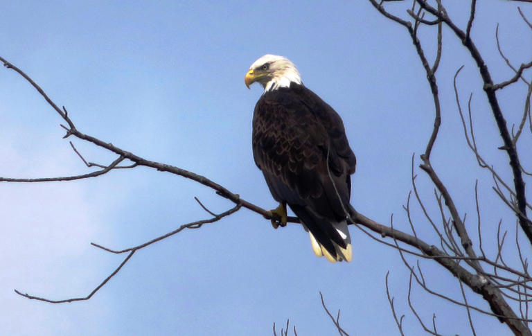 Oakland City event offers rare look at live bald eagle