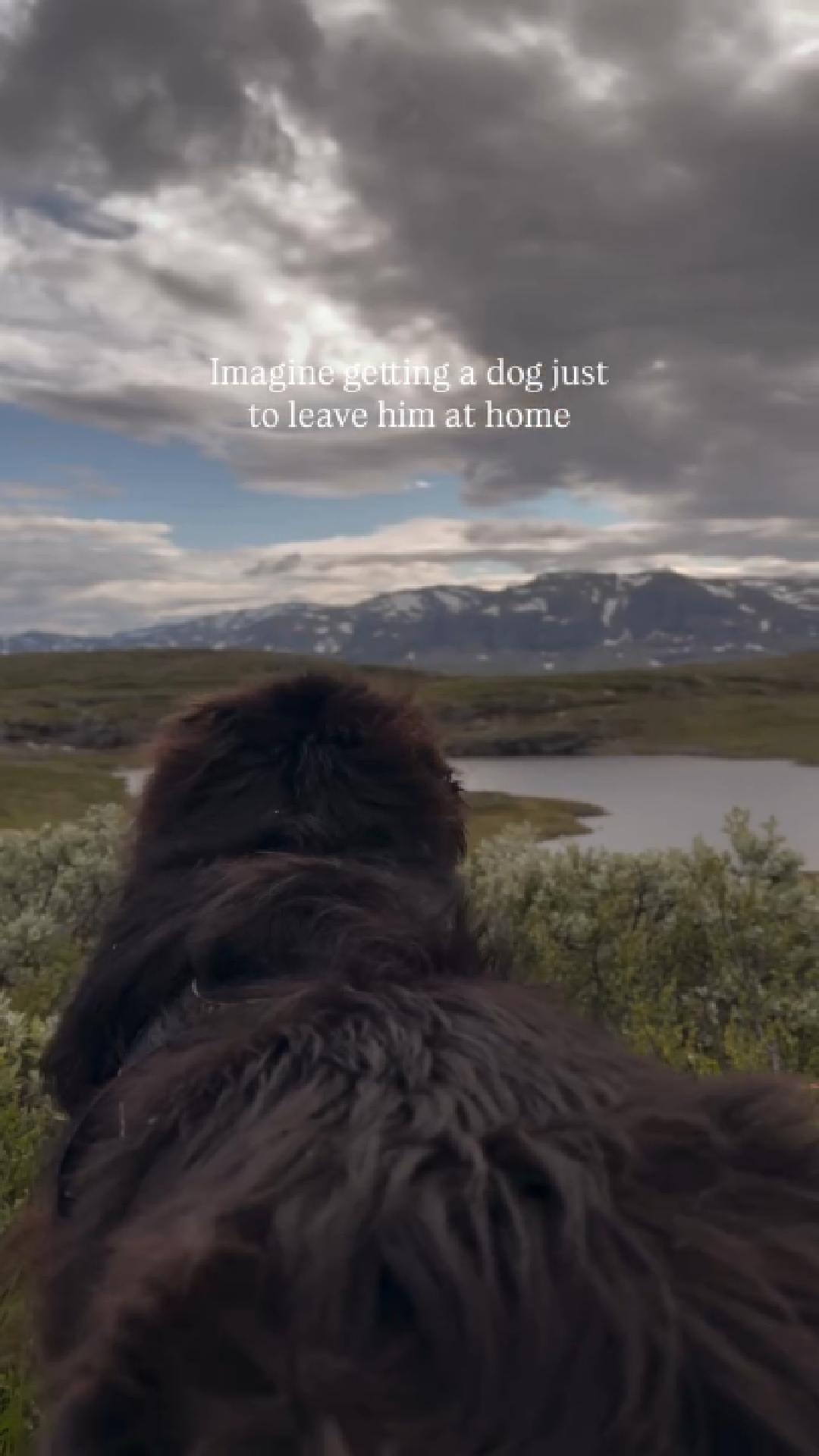 Dog owner’s emotional message hits pet lovers hard