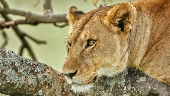 Five Asiatic lion deaths in Gujarat's Gir in 10 days, minister says no ...