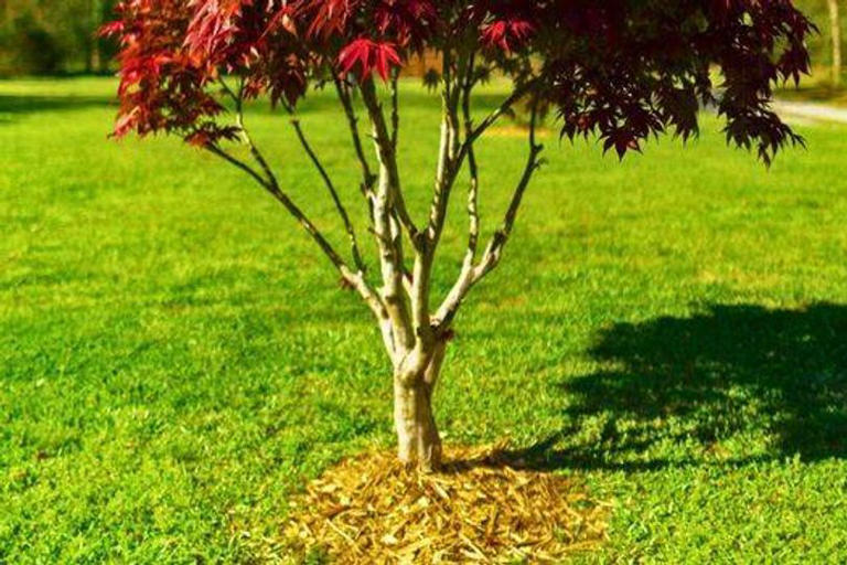 Welsh gardeners urged to do 1 essential task to Japanese maples before ...