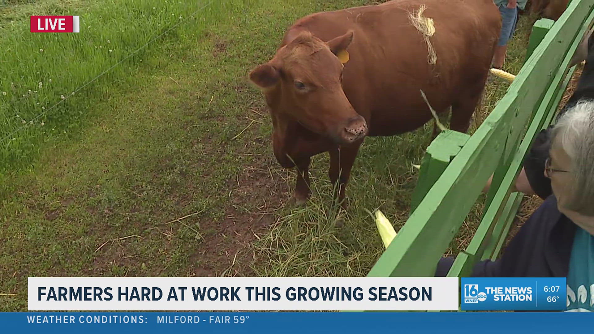 "Cow Encownter" at Rhorbach's Farm is a moooving experience in Columbia ...