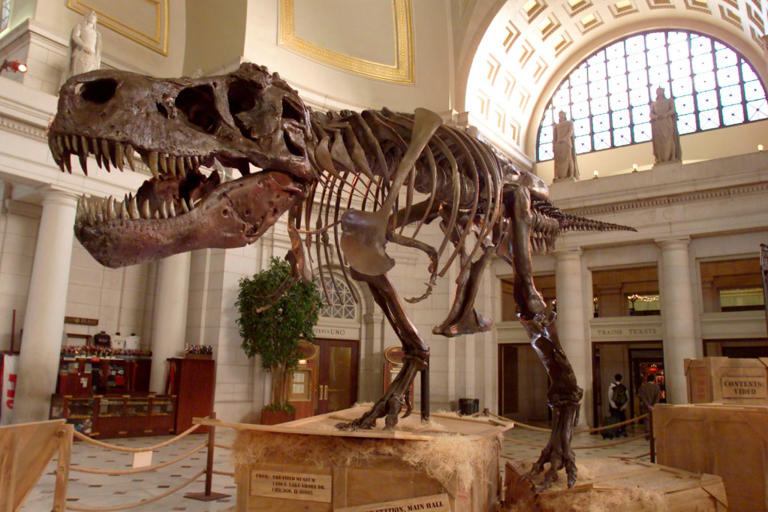 Scientists may have finally cracked the mystery of why T rex had such ...