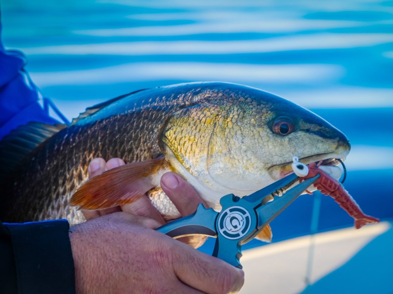 Best fishing pliers for 2026