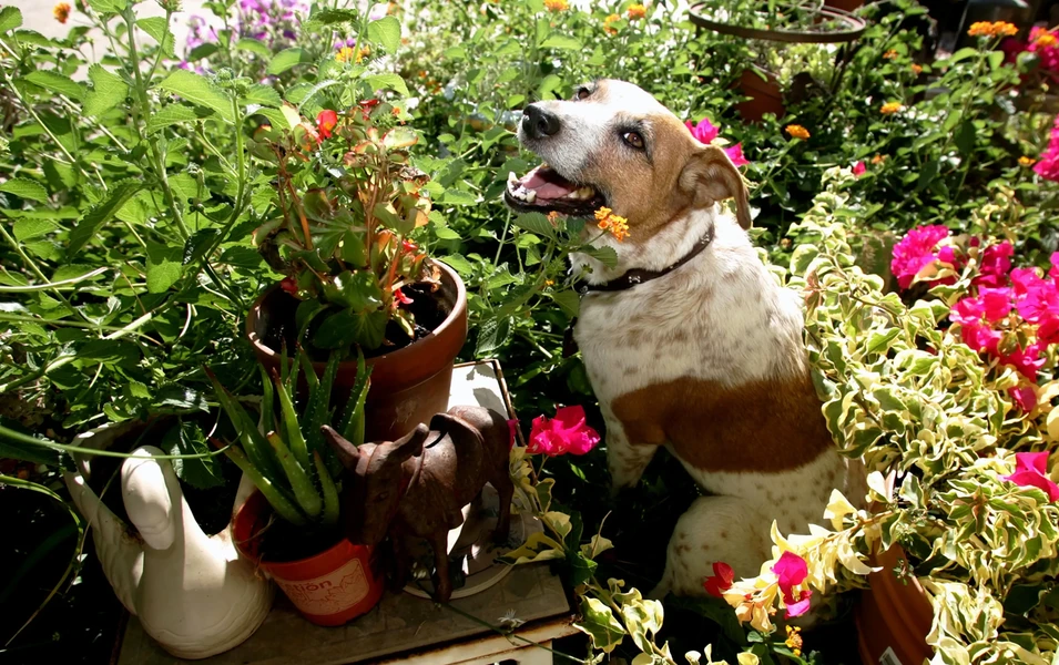 Vets warn on toxic plants and senior dog diets