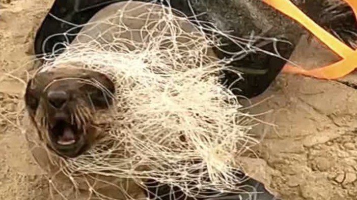 Watch this poor seal fight to survive while trapped inside a gill net