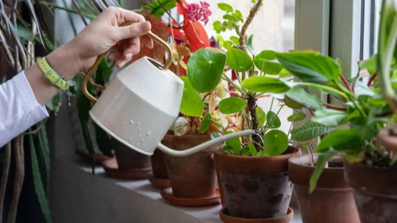 7 vegetables that grow easily in pots