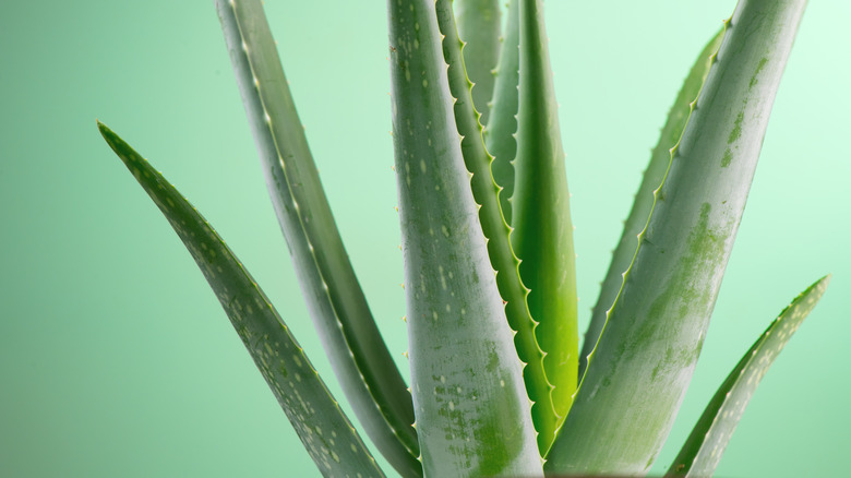 How to correctly grow and take care of aloe vera plants