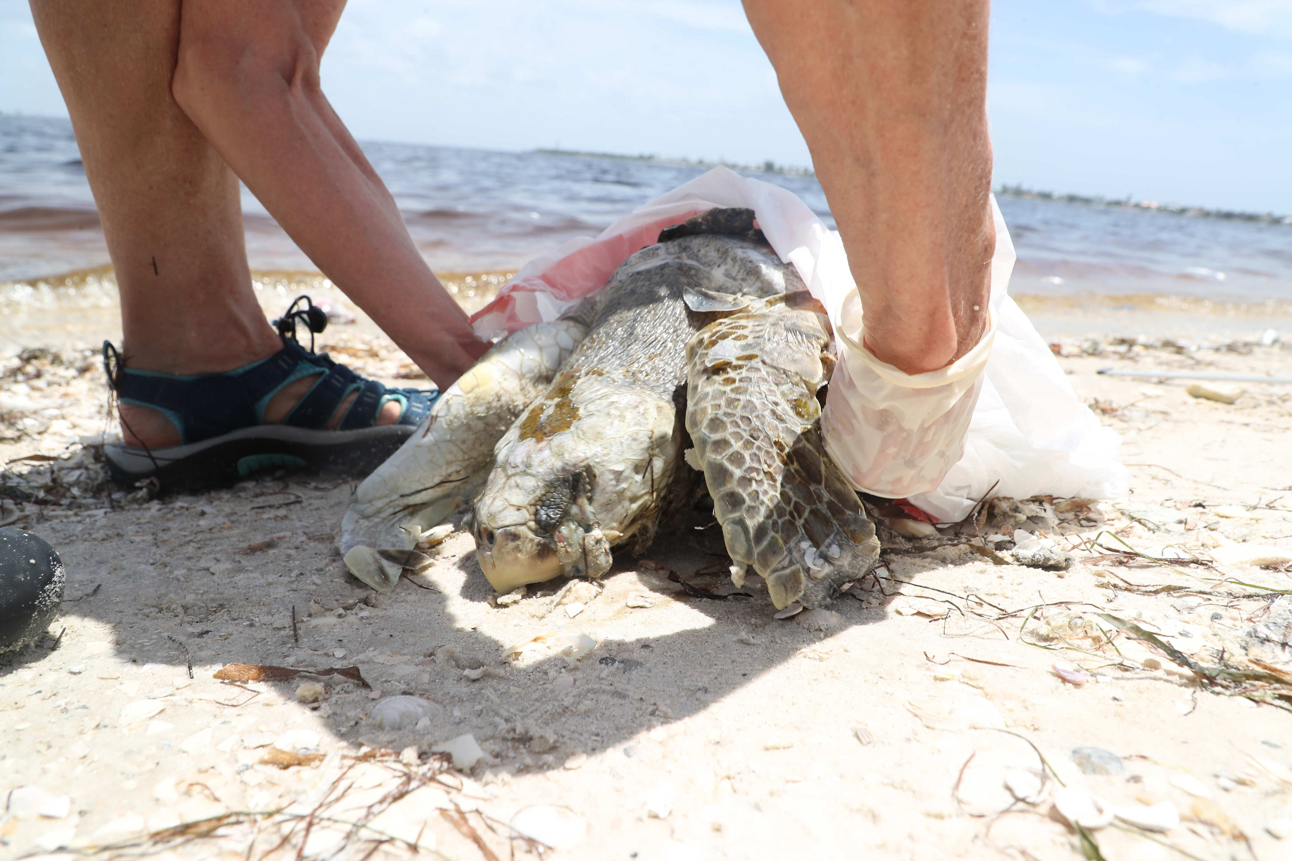 SW Florida beachgoers, watch for giant nests, sea turtles this summer