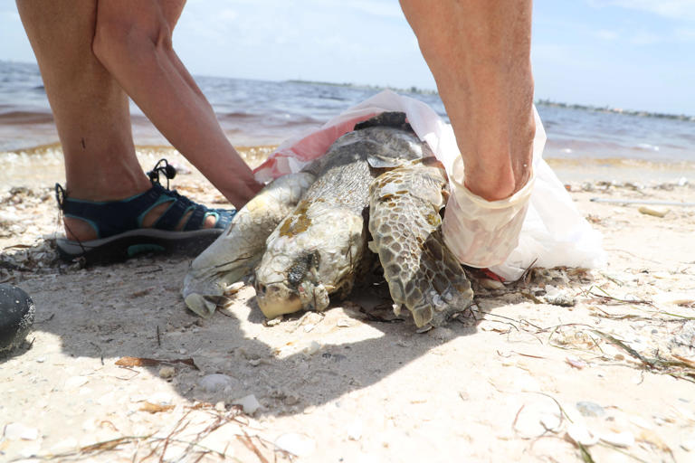 SW Florida beachgoers, watch for giant nests, sea turtles this summer