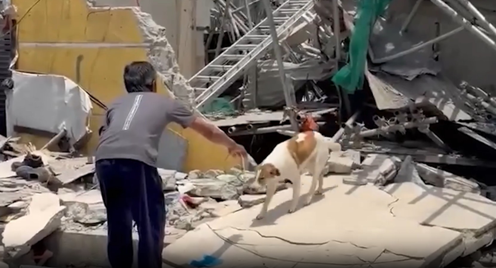 Survivor dog emerges from debris of collapsed building in the Philippines
