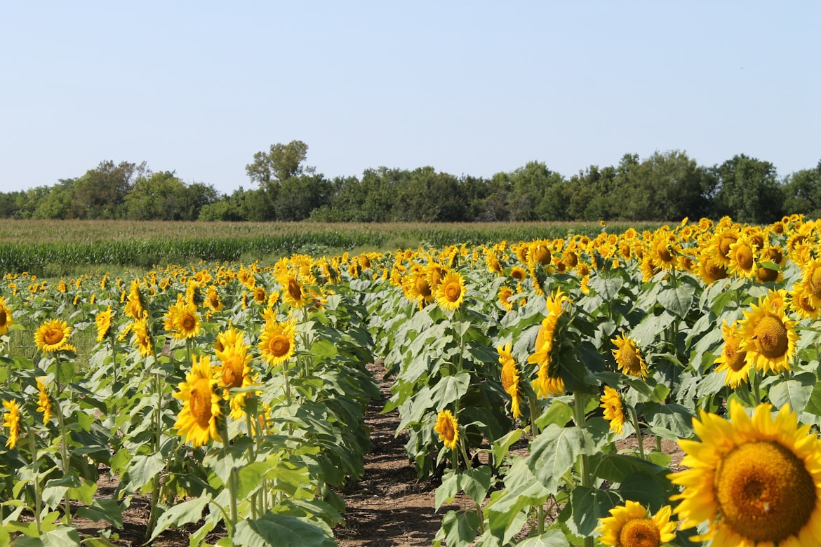 Hidden gem things to do in Lawrence, Kansas, that visitors don't want ...