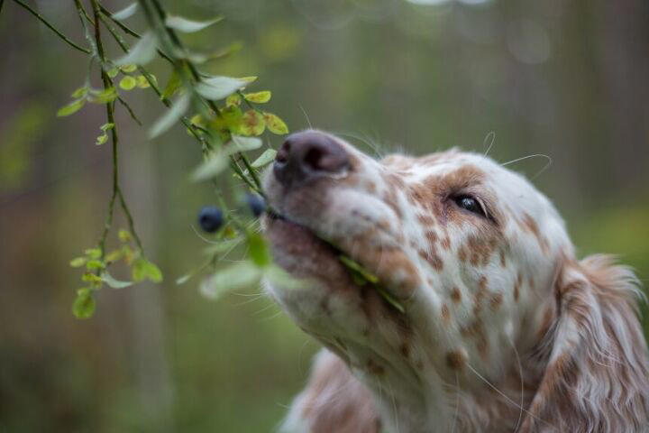 8 people foods your dog can eat, plus what to never share