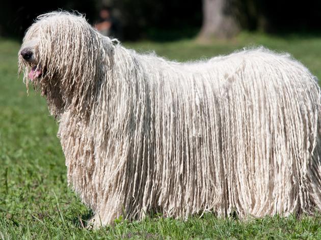 Der Komondor im Porträt: Diese zwei Voraussetzungen sind ein Muss für ...