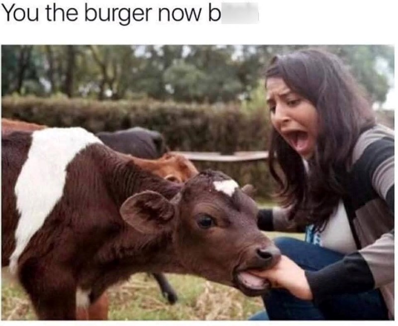 26 Amoozing Cow Posts From the Pasture of Laughter