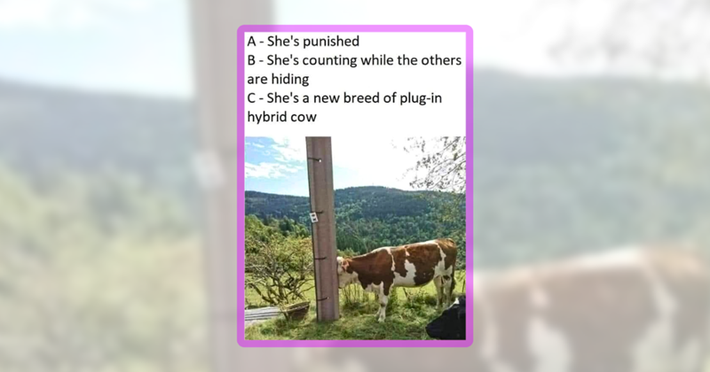 26 Amoozing Cow Posts From the Pasture of Laughter