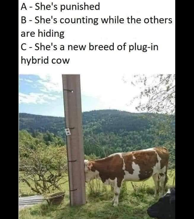 26 Amoozing Cow Posts From the Pasture of Laughter