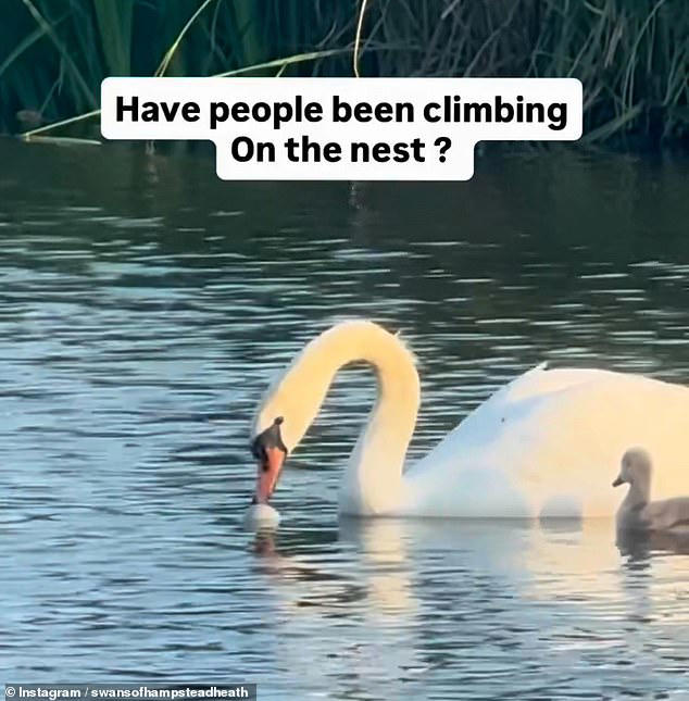 Fury as 'entitled' sunseekers invade Hampstead Heath's wildlife ponds ...