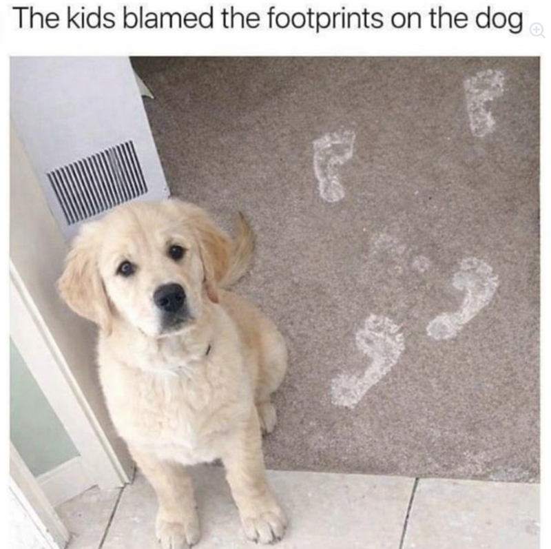 'Not all heroes wear capes' and other pet memes for soft days that need ...