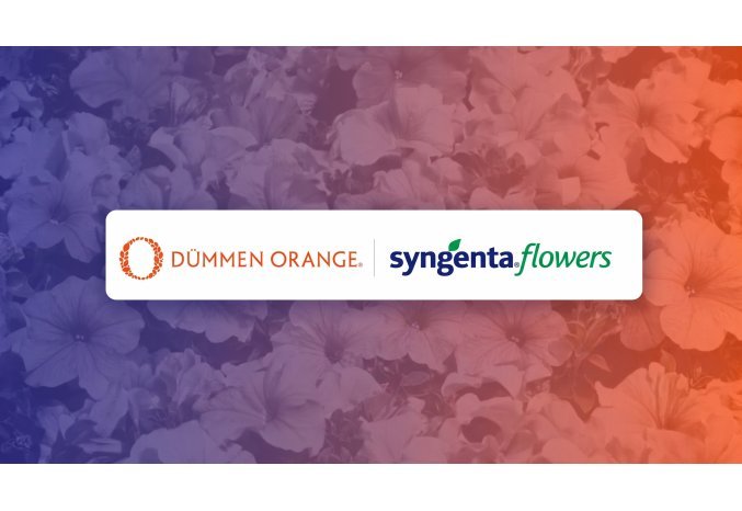 Syngenta to form joint venture with Dümmen Orange by divesting flowers ...