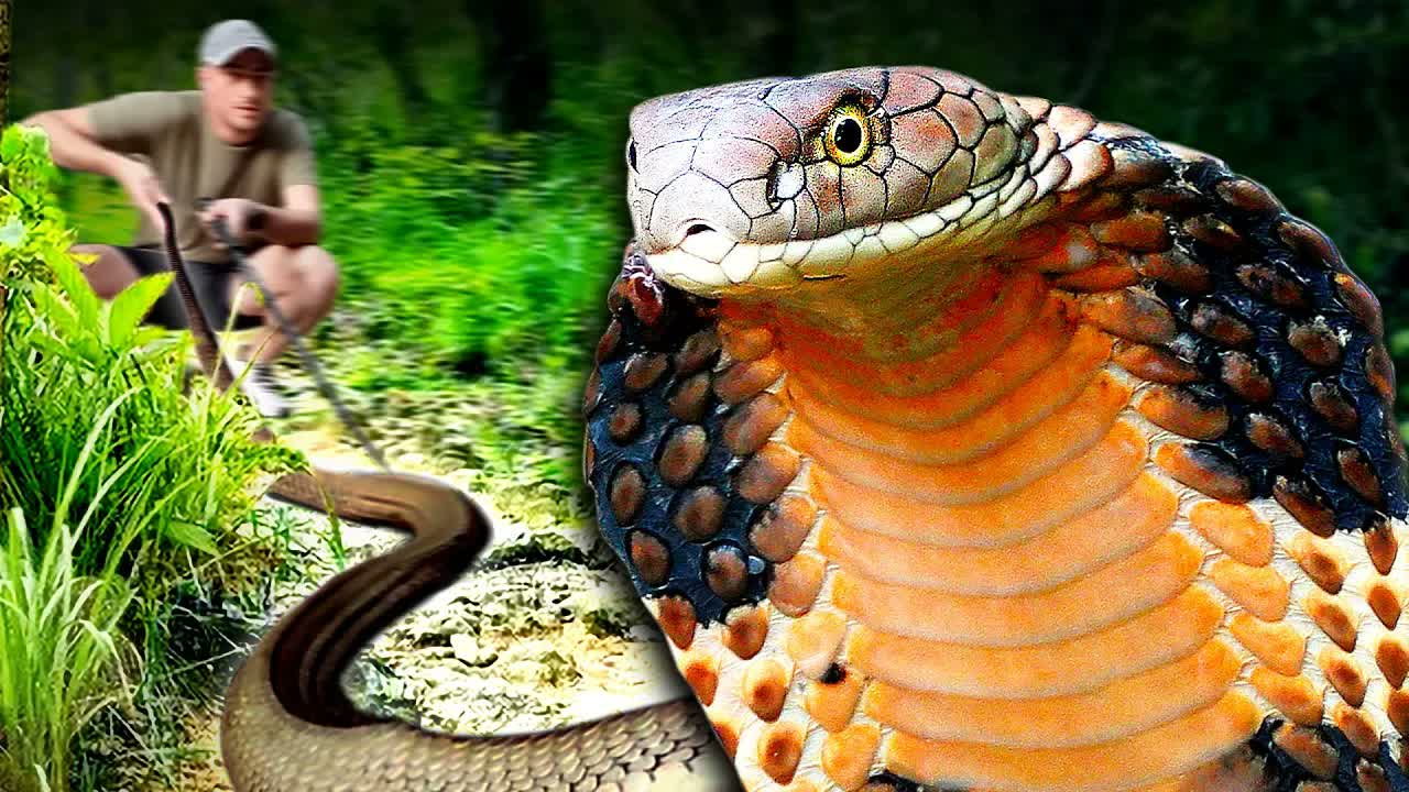 The hidden threats of the king cobra's venom