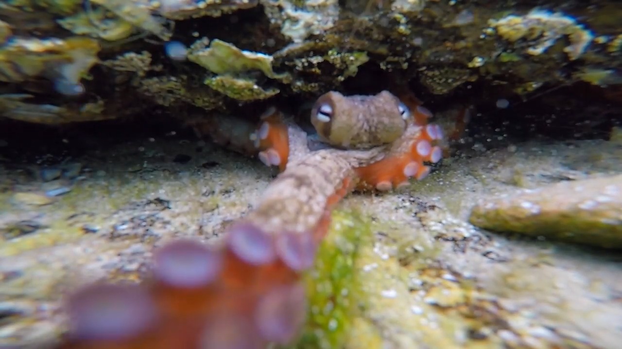 He put a new GoPro underwater - then an octopus grabbed it and took off ...