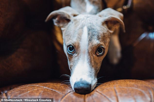 Revealed: The most popular dog breeds in the UK this year - with ...