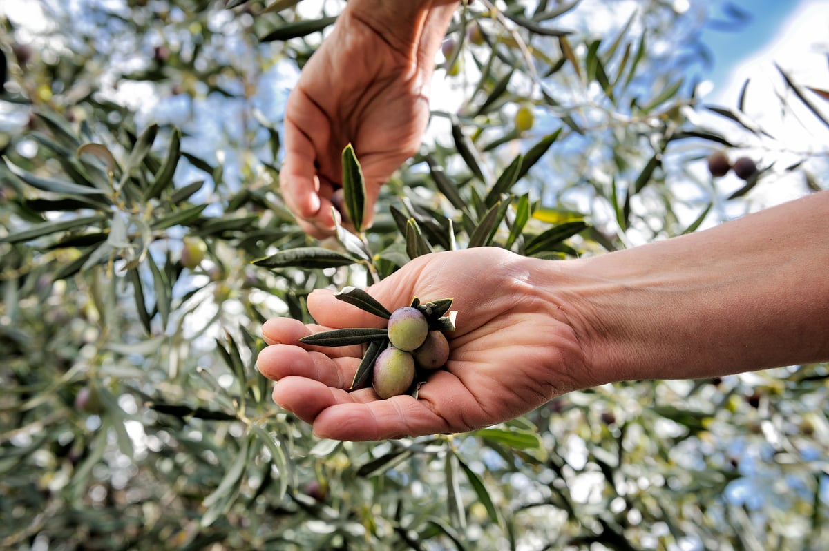 The extra virgin olive oil rush: Liquid gold for your mind and body