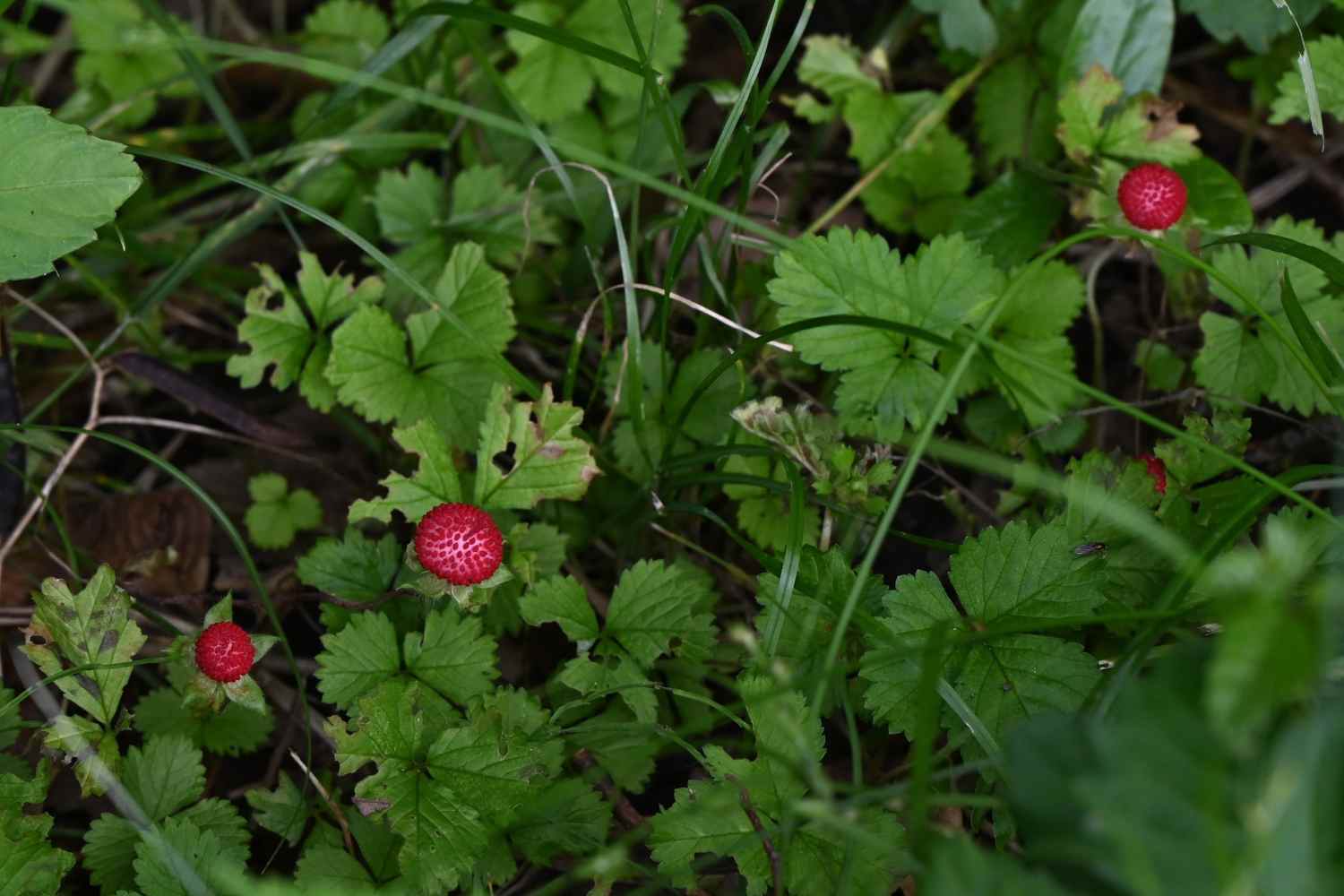 Fragolina di bosco o fragola matta? L’errore che fanno tutti nel bosco ...