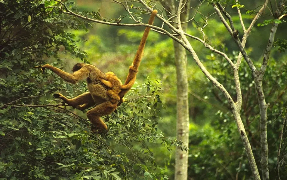 How AI is rewriting the primate playbook