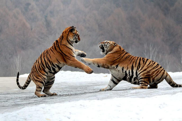 Vladimir Putin sends four lethal tigers to close ally in bizarre charm ...