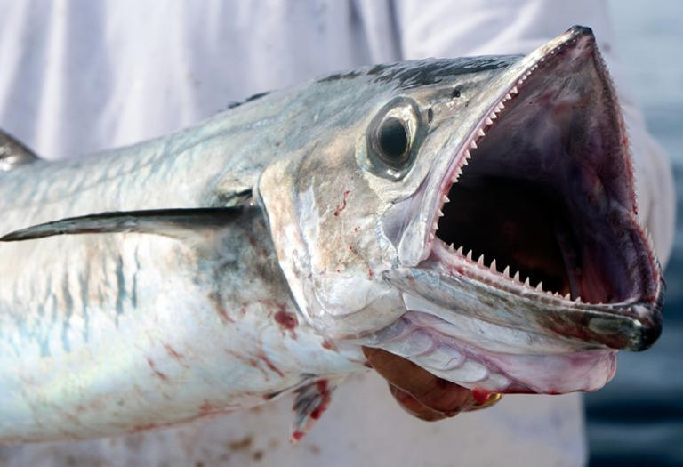 Kingfish: 13 top fishing destinations