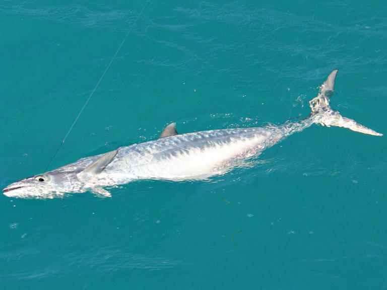 Kingfish: 13 top fishing destinations
